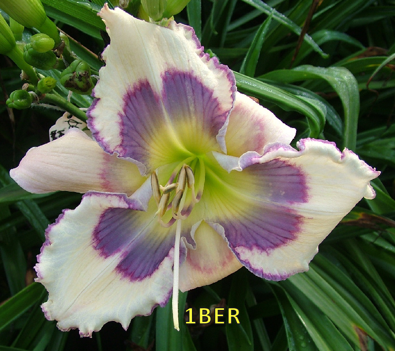 1BER DSCF5834 – Ladybug Daylilies