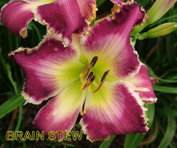 BRAIN STEW – Ladybug Daylilies