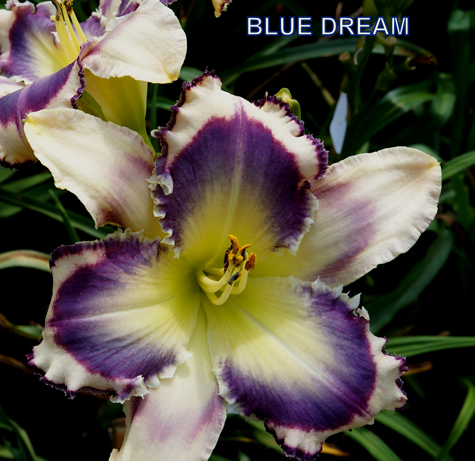 BLUE DREAM 4BB 004 WEB – Ladybug Daylilies