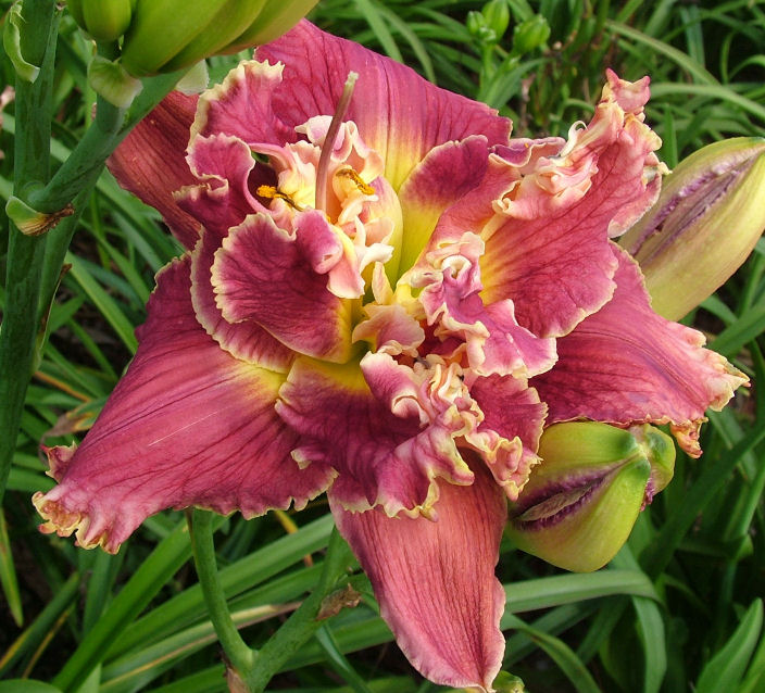 WARM AND FUZZY 9DBR1DSCF6133 – Ladybug Daylilies