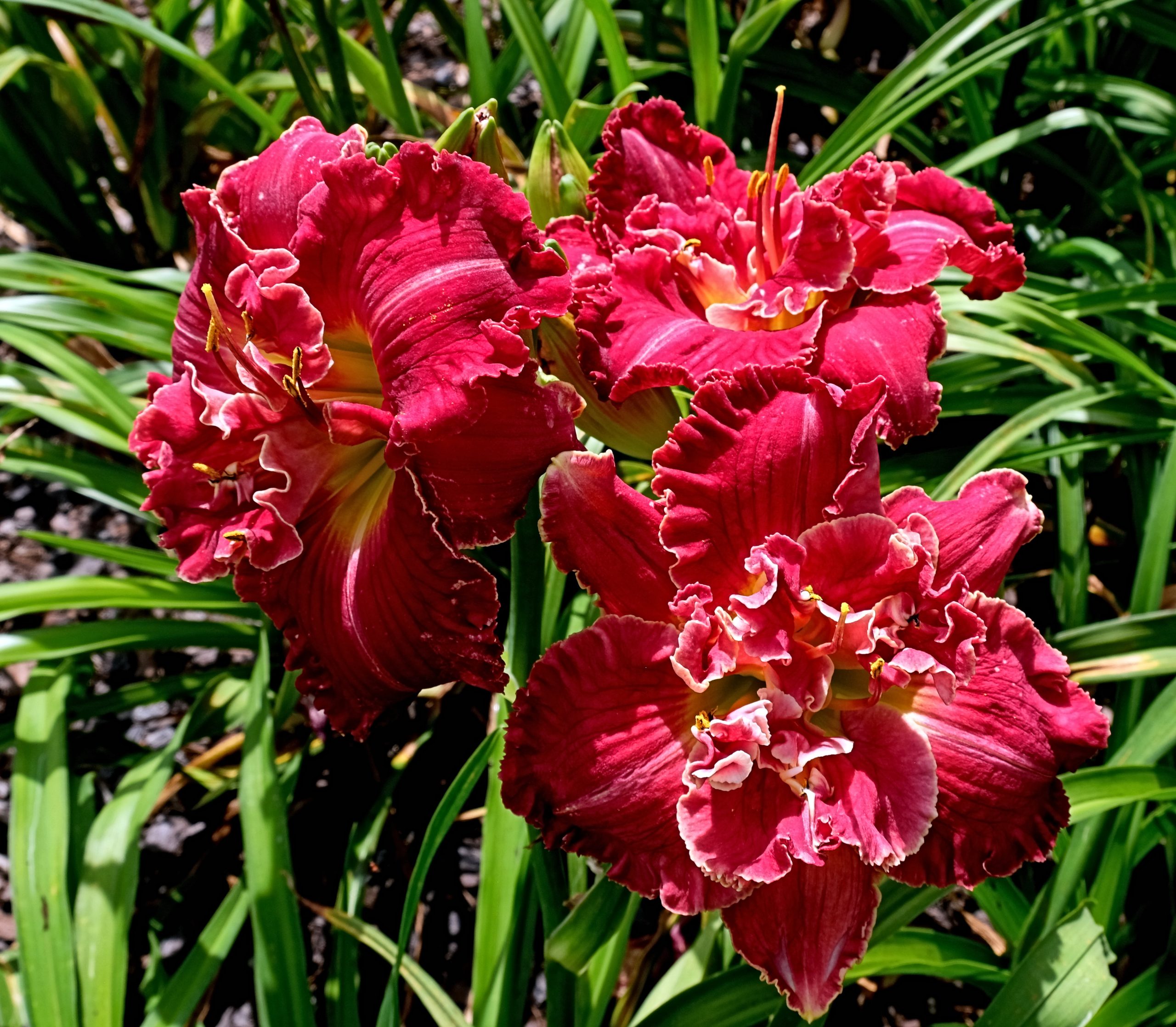 PORCIA DSCF9216 – Ladybug Daylilies