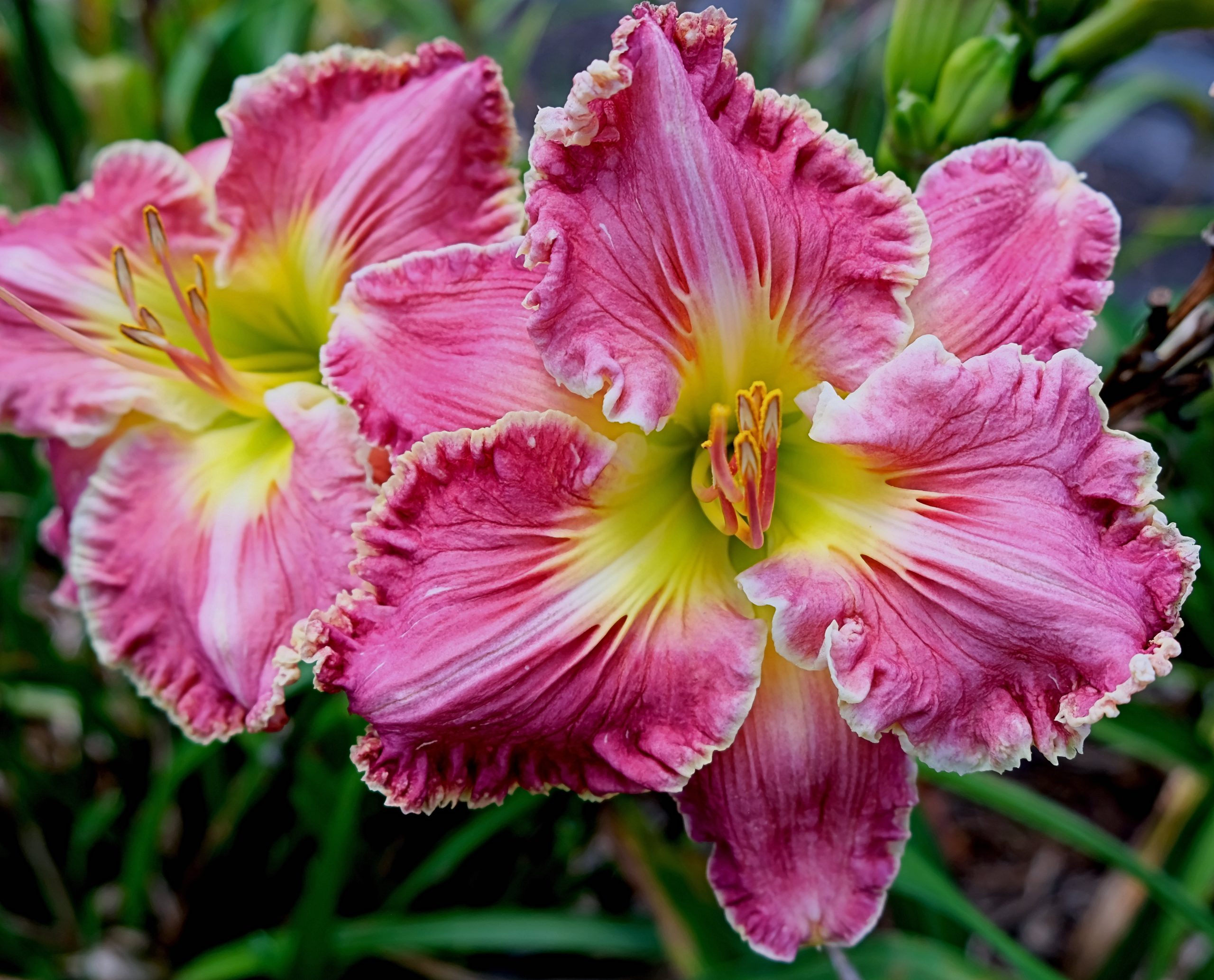 RUBY ROUGE 8RSK DSCF0596 – Ladybug Daylilies
