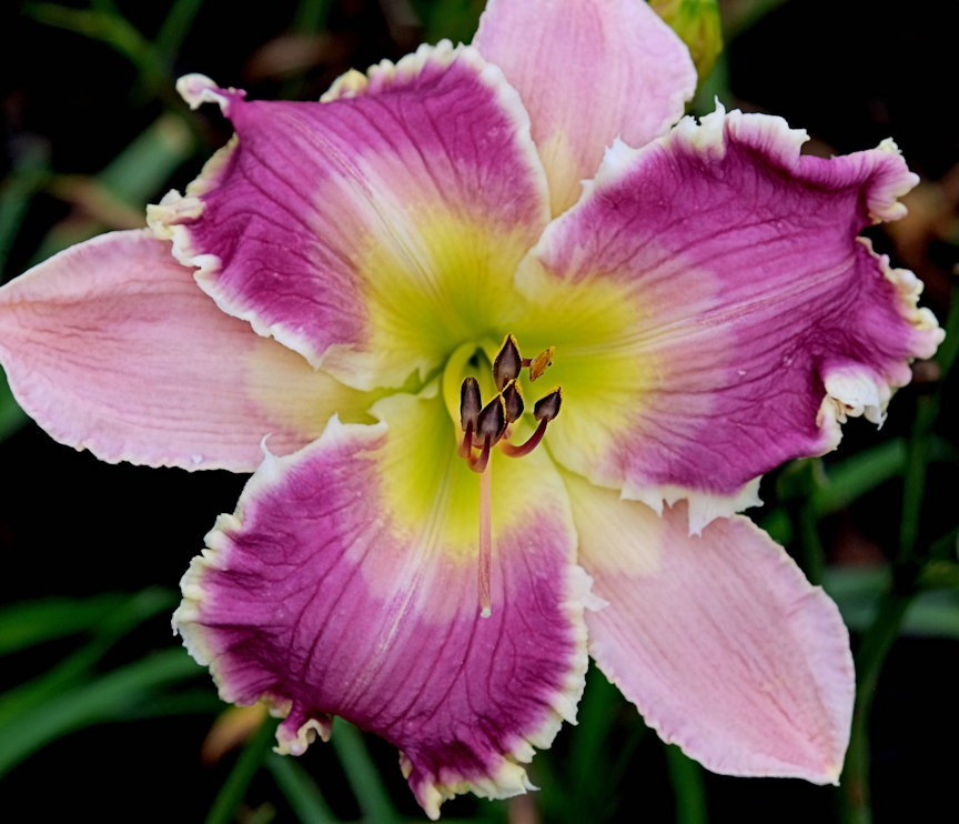 SPARKLING GRAPE 9LT DSCF1562a – Ladybug Daylilies