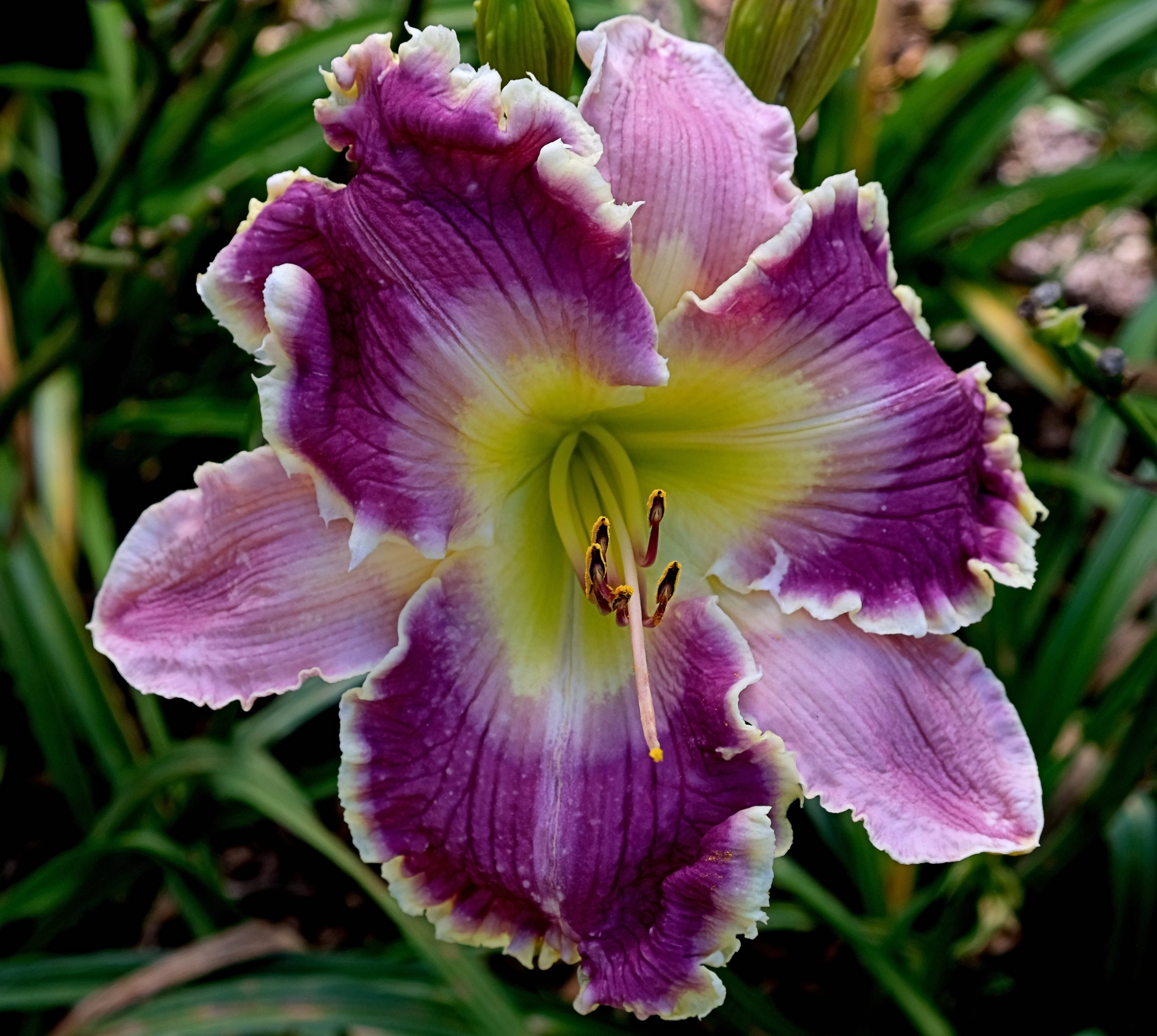 SPARKLING GRAPE DSCF6345 – Ladybug Daylilies