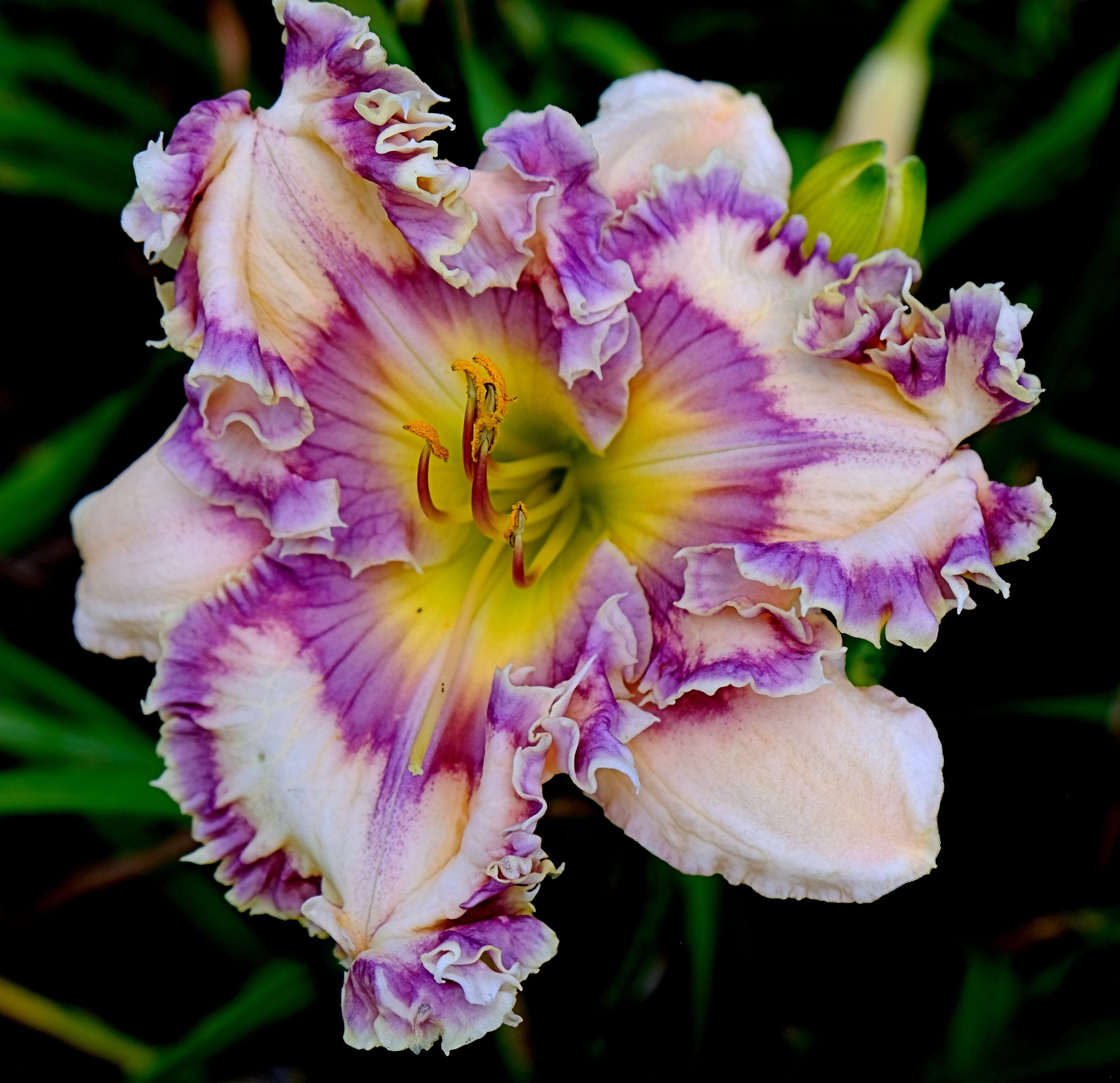 BUSLE DSCF5267 – Ladybug Daylilies