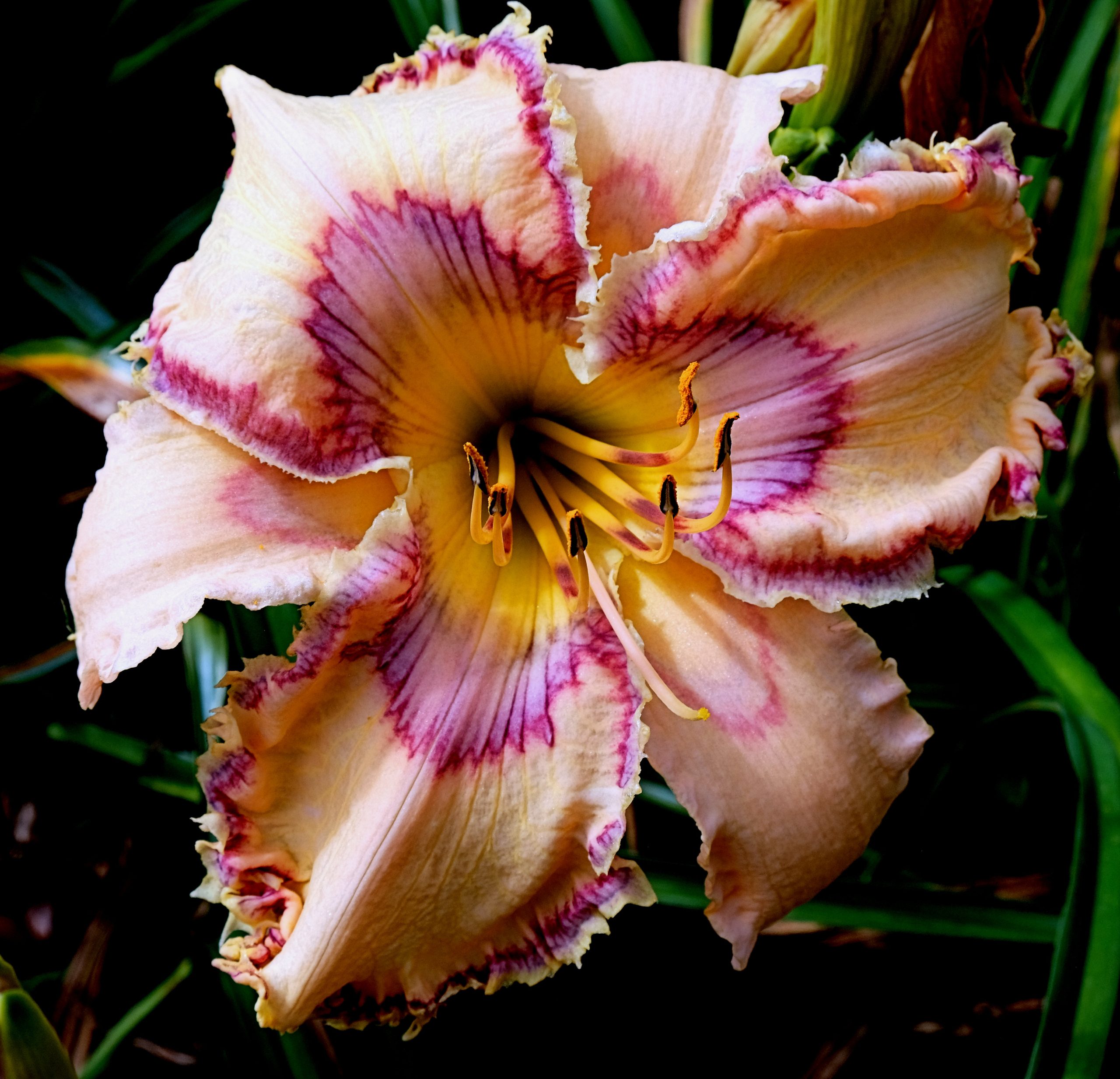 HAND CHANT 9BEP4 DSCF1403 – Ladybug Daylilies