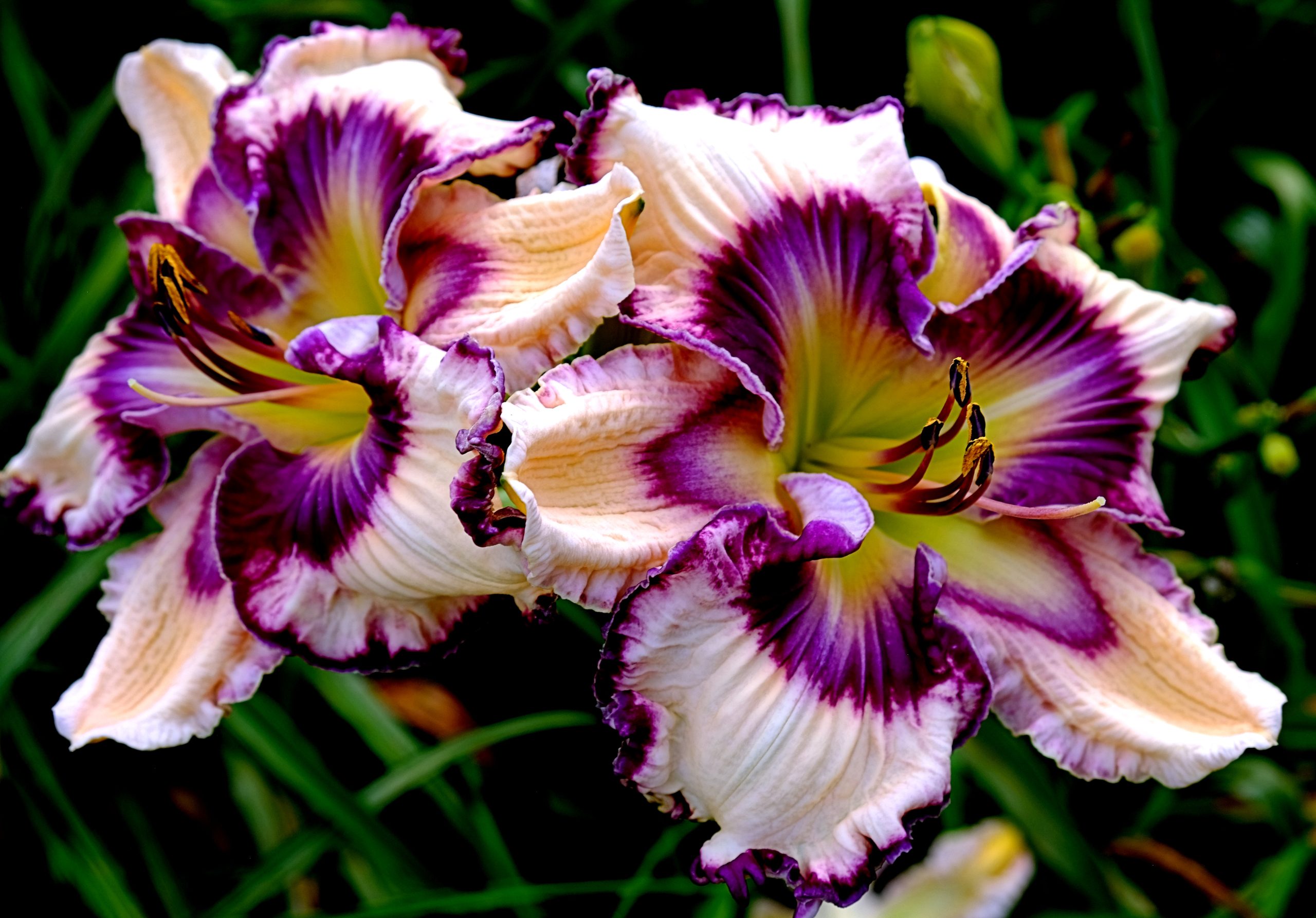 TRICYCLE 9ESK3 DSCF4860 – Ladybug Daylilies