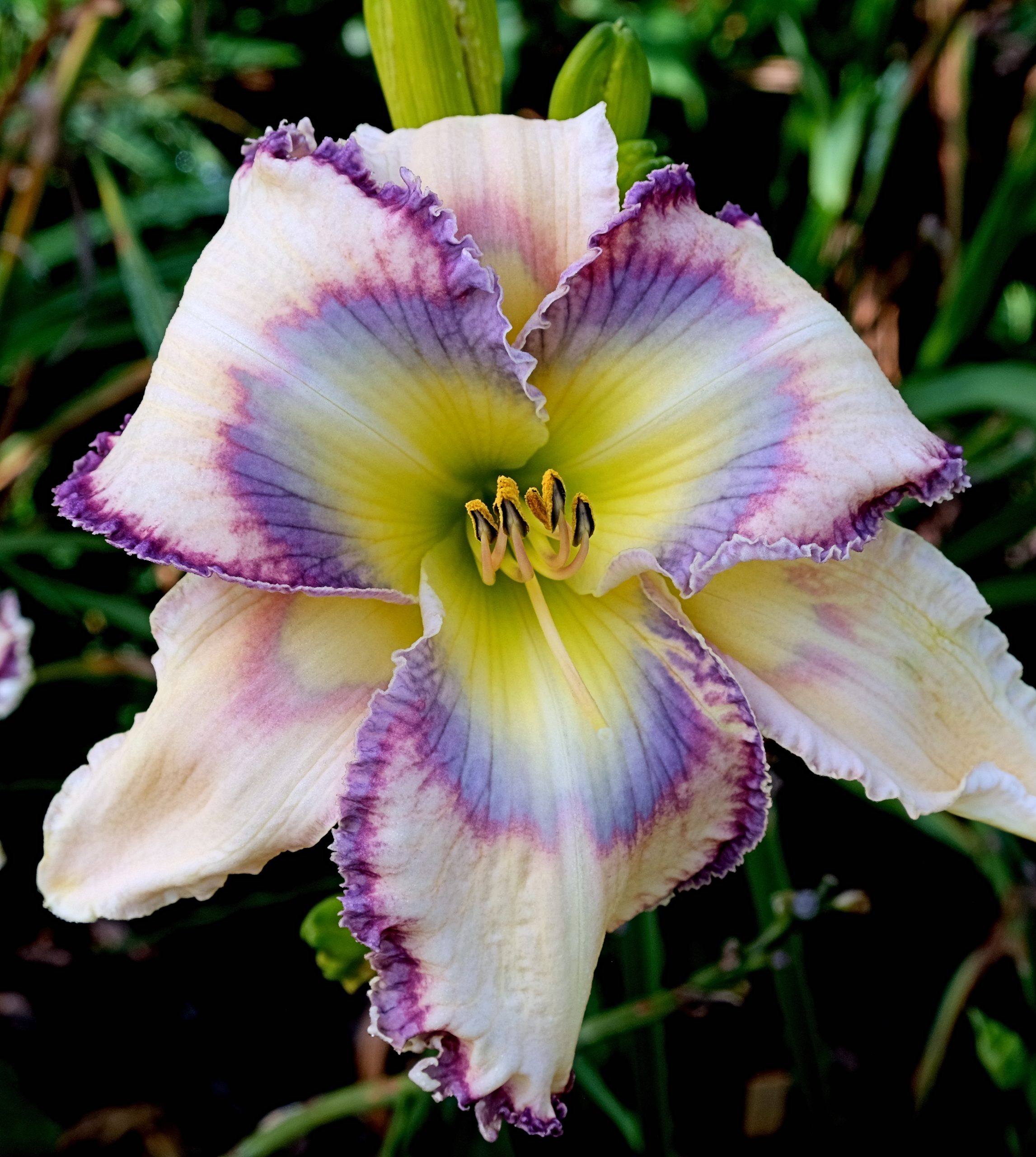 lady doodlebug DSCF6105 – Ladybug Daylilies