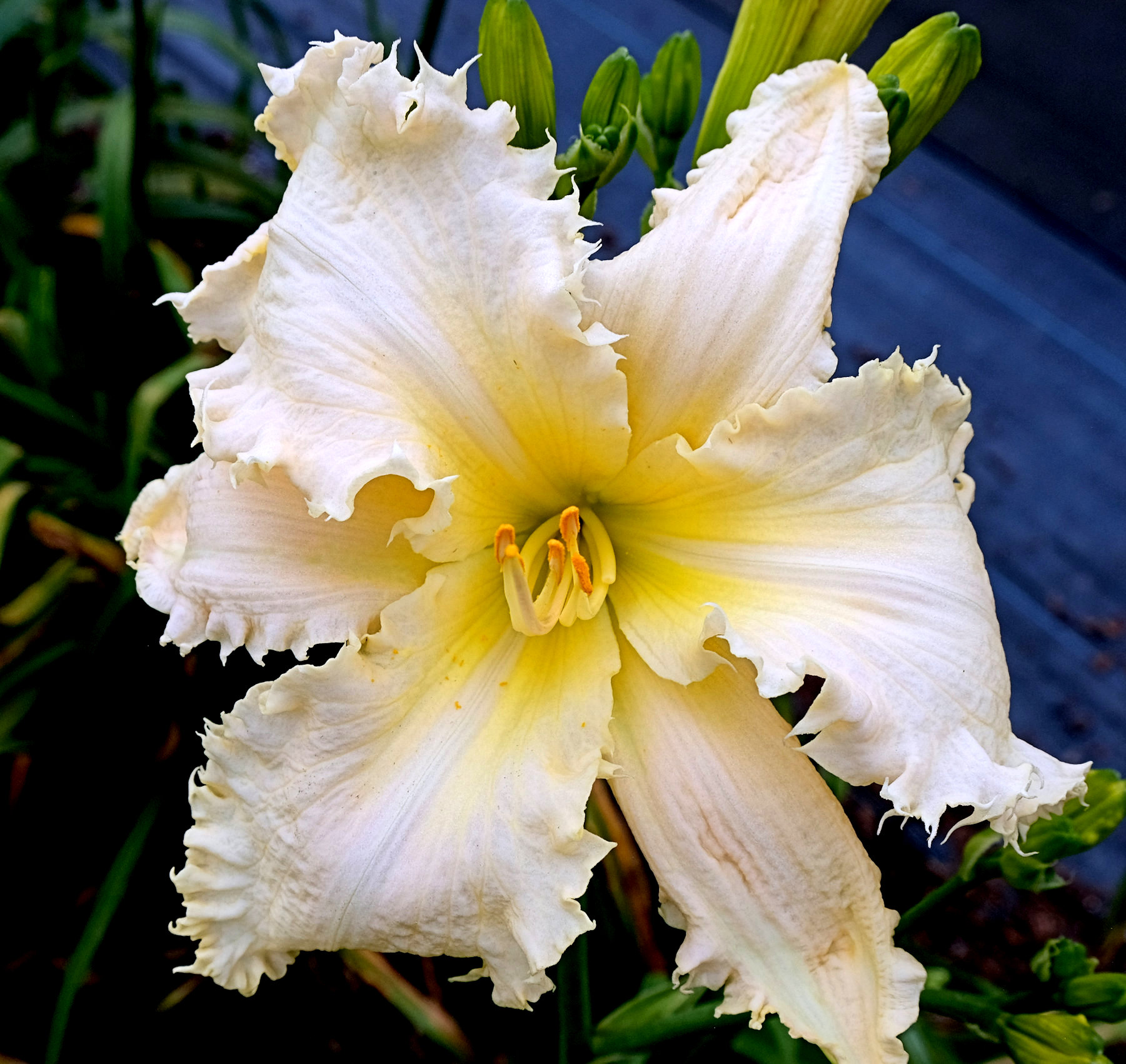 MURPHY BIG GUY 9cTTT DSCF6493 – Ladybug Daylilies